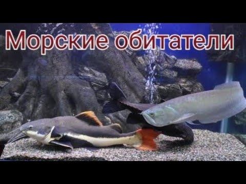 Влог с моря : ЛАЗАРЕВСКОЕ /ОКЕАНАРИУМ "ТРОПИЧЕСКАЯ АМАЗОНКА".