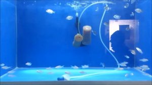 Tinfoil and Argus Fish