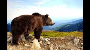 2 выпуск Животные Забайкалья Медведь