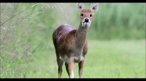 1 выпуск Животный мир Забайкальского края.  Кабарга