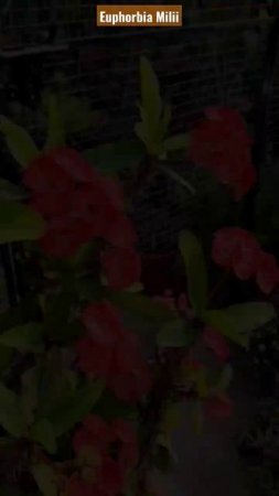 Euphorbia Milii/ Crown of Thorns #crownofthorns #euphorbiamilii #shorts #shortsvideo #flower #short