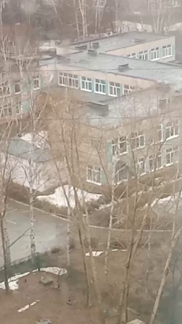 макушки деревьев машут ветвями вам передают привет #погода #весна #ветер