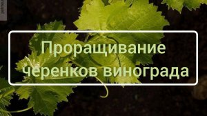 Проращивание черенков винограда