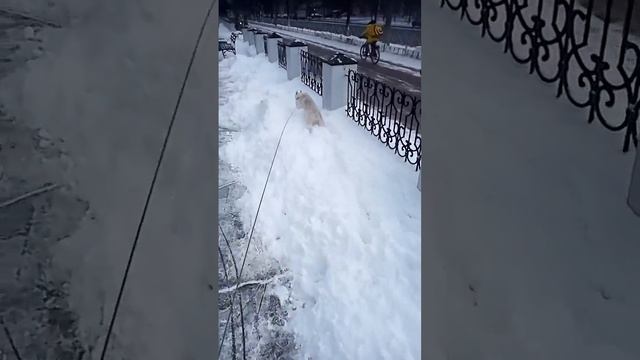 Прогулка с щенком хаски.
Первый снег в её жизни