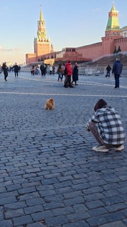 Песик позирует лучше чем твоя подруга