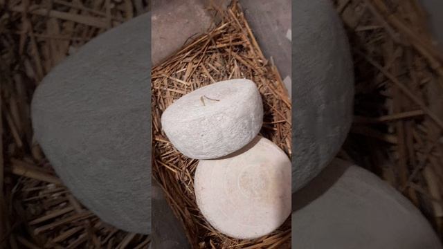 СЫР. СОЗРЕВАНИЕ НА СЕНЕ.