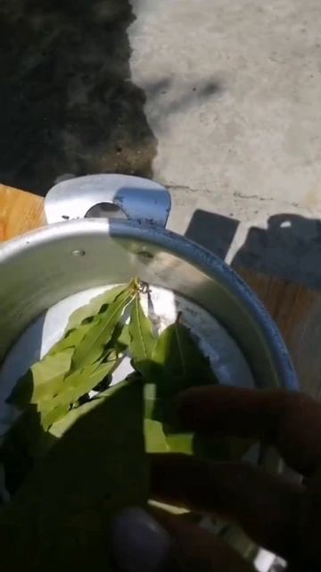 Использование лаврового листа не только в кулинарии....