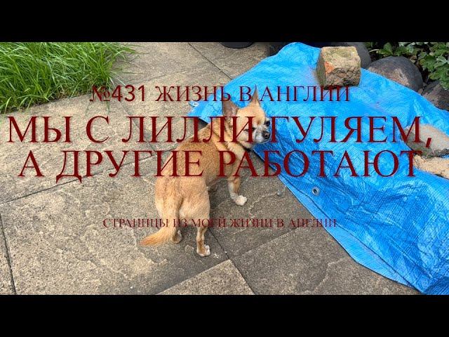 Переезд. Мы с Лилли гуляем пока другие работают. № 431 Жизнь в Англии