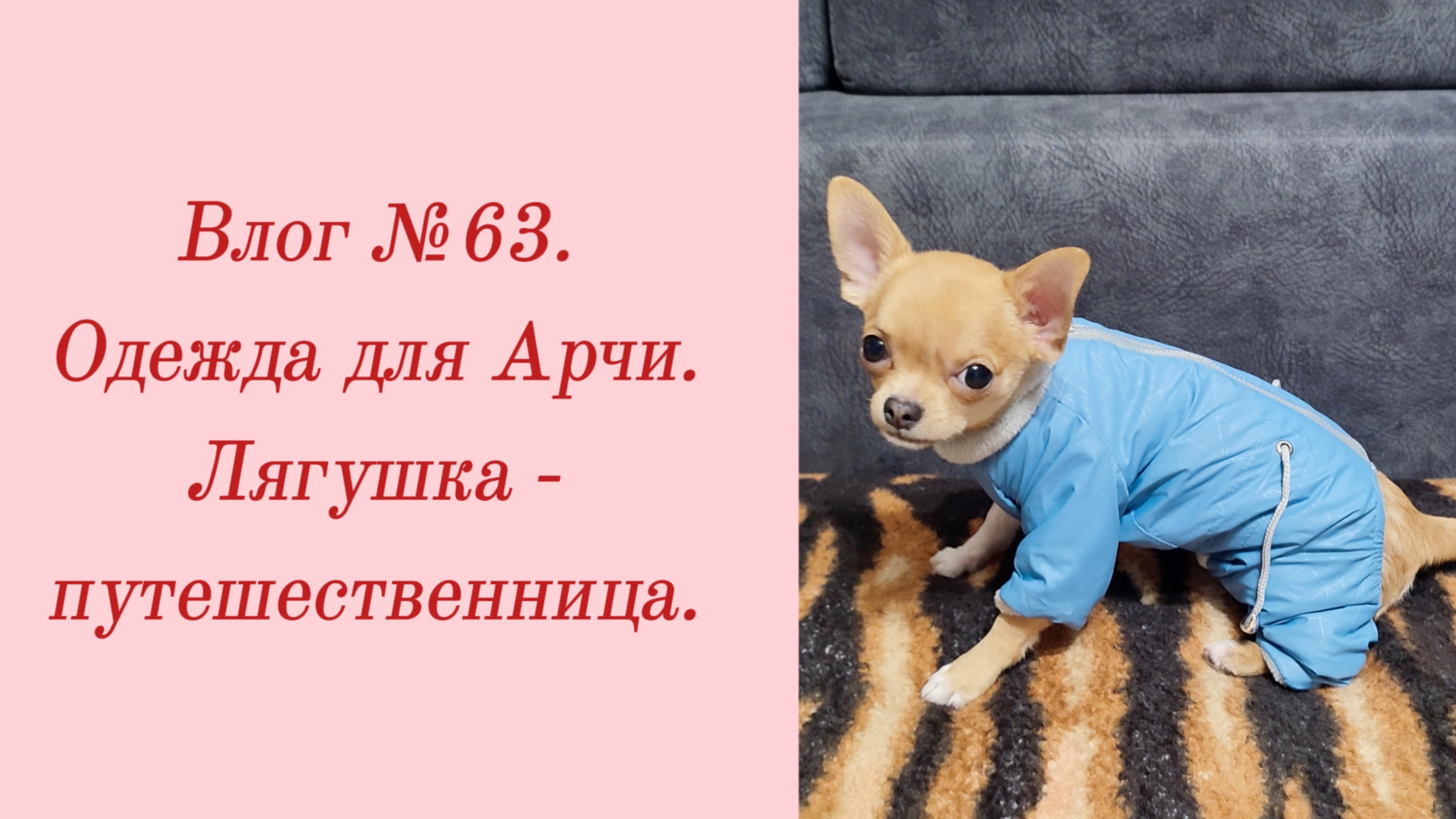 Влог №63. Одежда для Арчи/ Лягушка-путешественница. 8-10 ноября 2024.