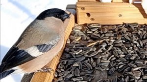 На кормушку прилетели Большие Синицы, Снегири и Лазоревки (07.02.2025 года)