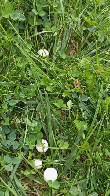 ГРИБ ГИГРОФОР СНЕЖНО-БЕЛЫЙ #гриб #гигрофор