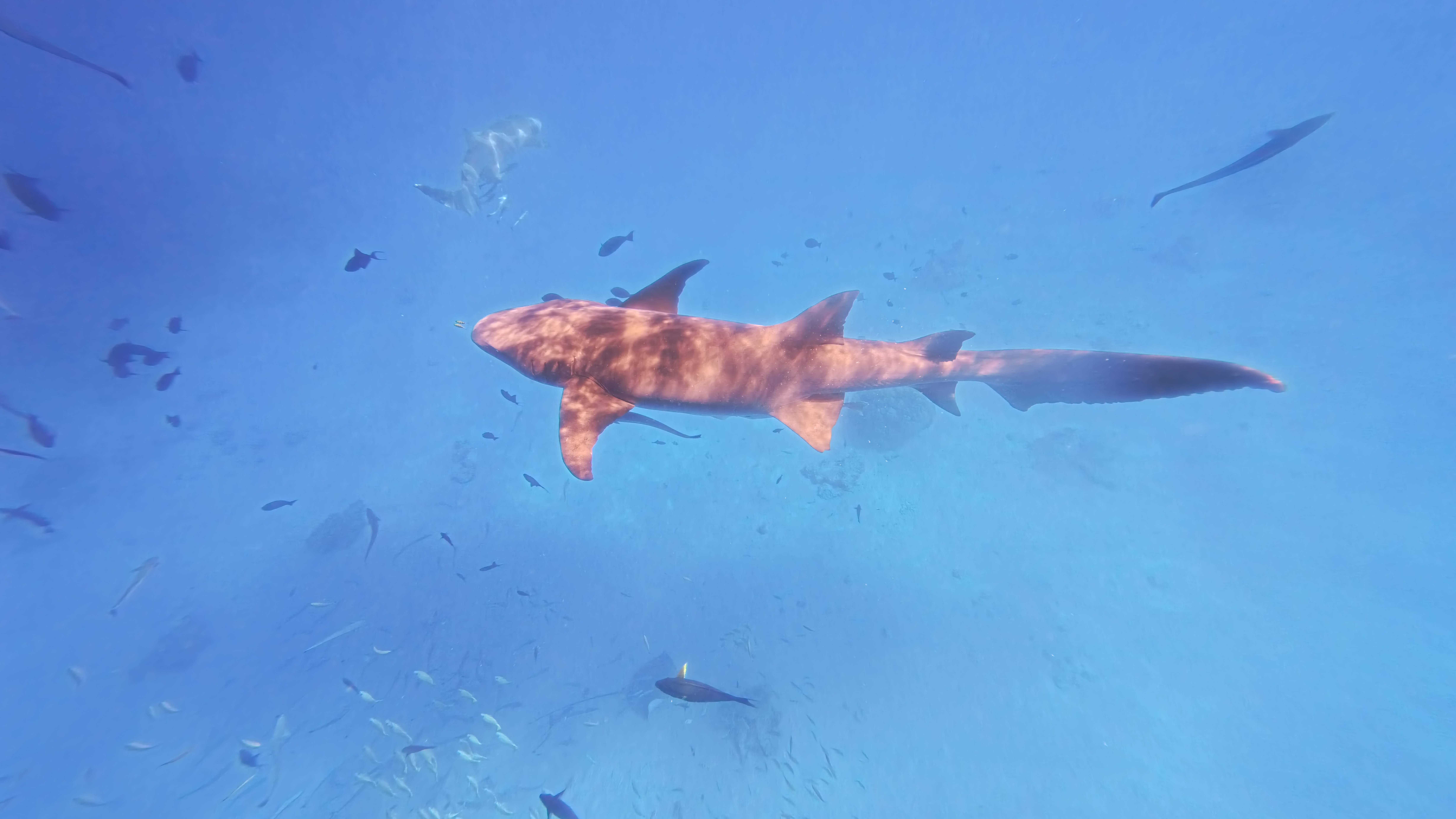 Экскурсия "Если я спрыгну в воду еще раз, я больше не смогу залезть на катер"!