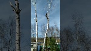 Спил сухих деревьев в Энгельсе специалистом