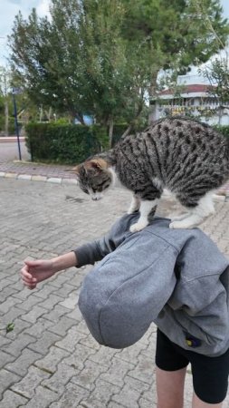 Кот мнет