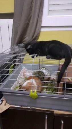 Котёнок и морская свинка.
