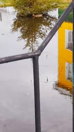 Дикая уточка и Ульяша