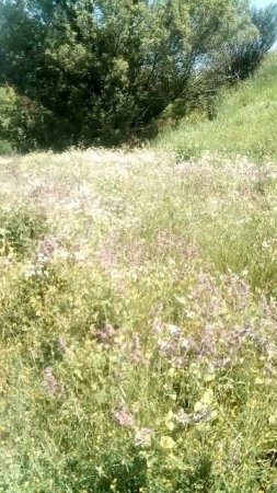 Полевые цветы #wild #flowers