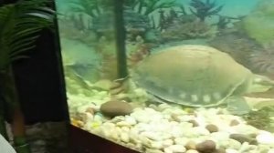 Двухкоготная черепаха