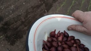 Посадила лук.