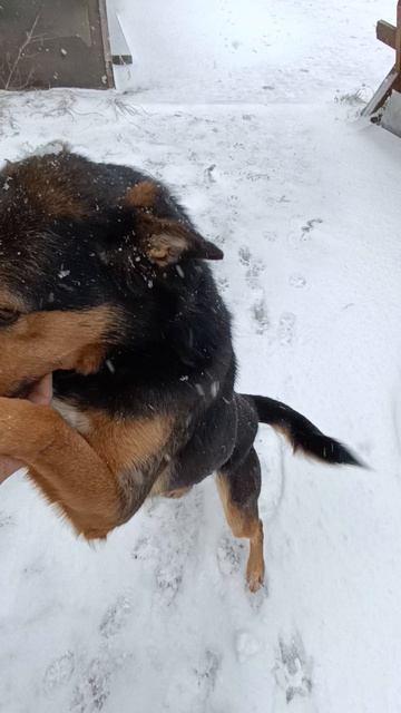 Гулять в снегопад. / VID_20240419_130725