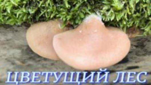 №1065/ ПОЕЗДКА в ЦВЕТУЦИЙ лес по ГРИБЫ