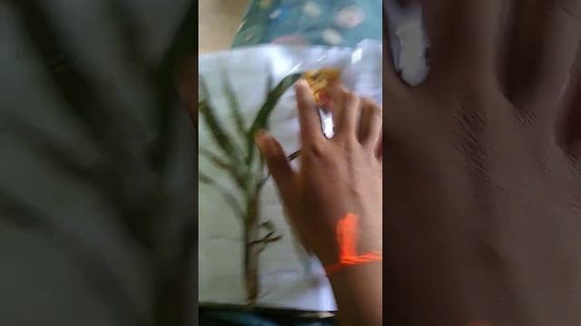 monocot vs diacot pratical