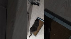 Мася обожает эту когтедралку!❤️
