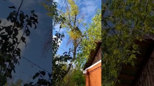 Спил дерева частями породы Ясень в Саратове (Часть 2)