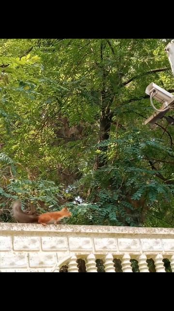 Белочка🐿️🐿️🐿️ красавица