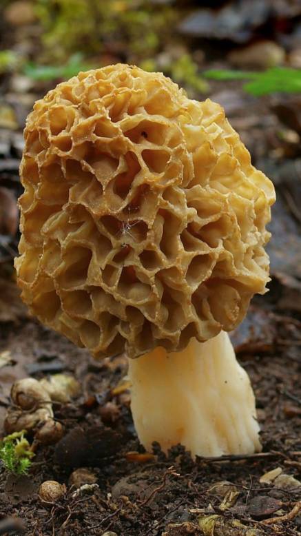 ГРИБЫ СМОРЧКИ РЯДОМ С ДОМОМ #грибы #сморчки