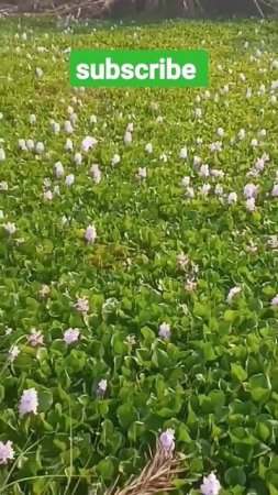 @Water  hyacinths plant(village Bangla one)