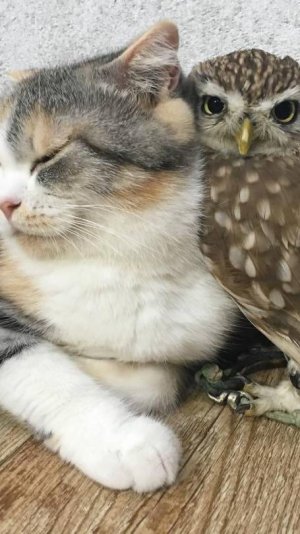 Белый кот и чёрная кошка