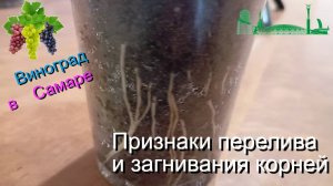 Признаки перелива и загнивания корней