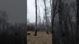 #reels  Прогулка по роще