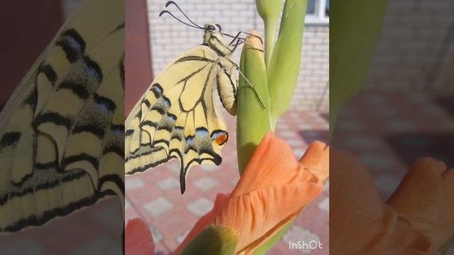 Махаон. Трансформация. Рождение одной бабочки.