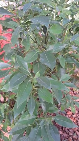 Kapur ka ped#Botany Time#Camphor tree#youtubeshorts#youtubeshortsvideo#Uttarakhand#shorts