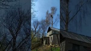 Удаление березы в Саратове специалистом/арбористом