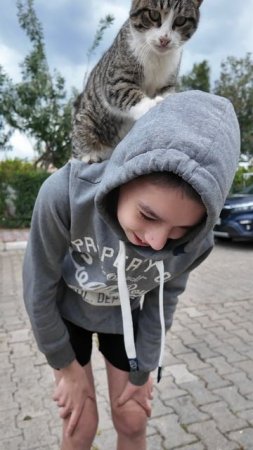 кот мнет 2)
