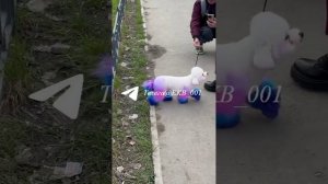 Найдена самая хайповая собачка Екатеринбурга!