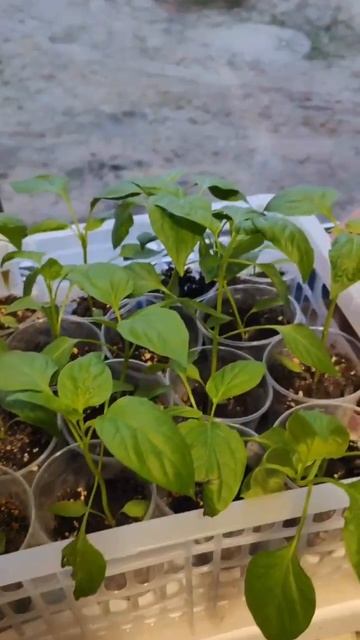 Огурчики 👍