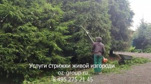 Услуги стрижки и формирование  живой изгороди на даче. Выезд агрономов. Цены на сайте. Звоните!
