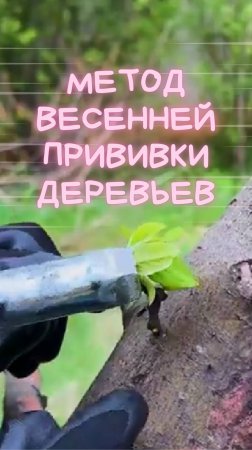 🌱 Весенняя прививка деревьев: простой способ размножить любимый сорт!