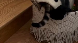 Кадры нападения акулы на котика