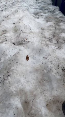 Бабочки на снегу 🦋 ❄️ #darinalite #дариналайт #юмор #funny #memes #baby #cute #snow