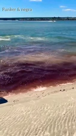 Ataque de tiburón en la playa (  Shark attack on the beach 4k ) ataques de tubarão  #shorts