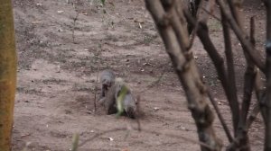 mongoose mating
