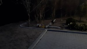 ПОЛЬША КАК КРИЧАТ ПАВЛИНЫ