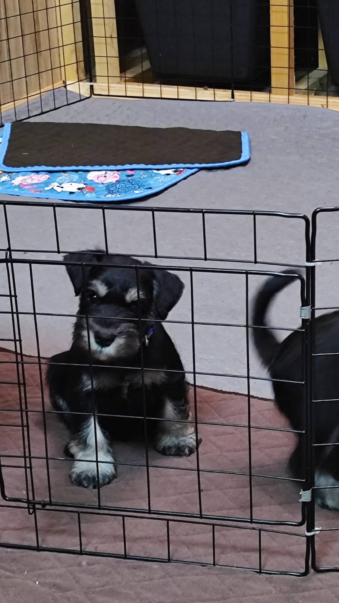 Щенки из питомника Москвы.