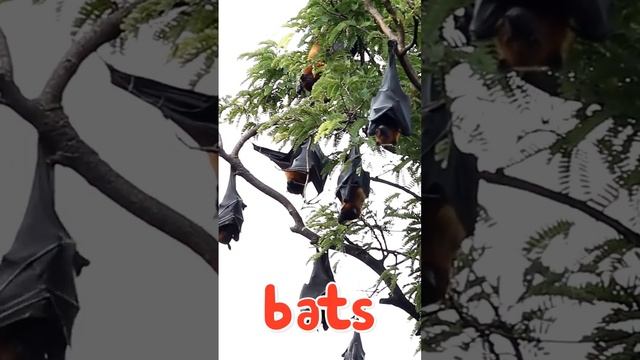 Megabats | Flying Fox #bat #megabats #flyingfox #kidslearning