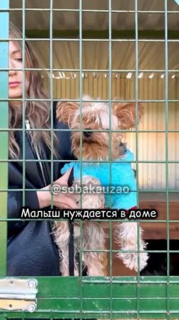 Маленький Йорк Филя попал в приют